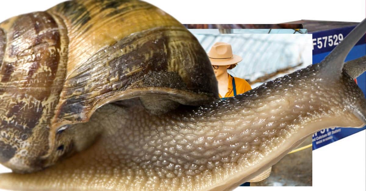 How to Start a Successful Snail Farm: Easy Business - Experts Containers