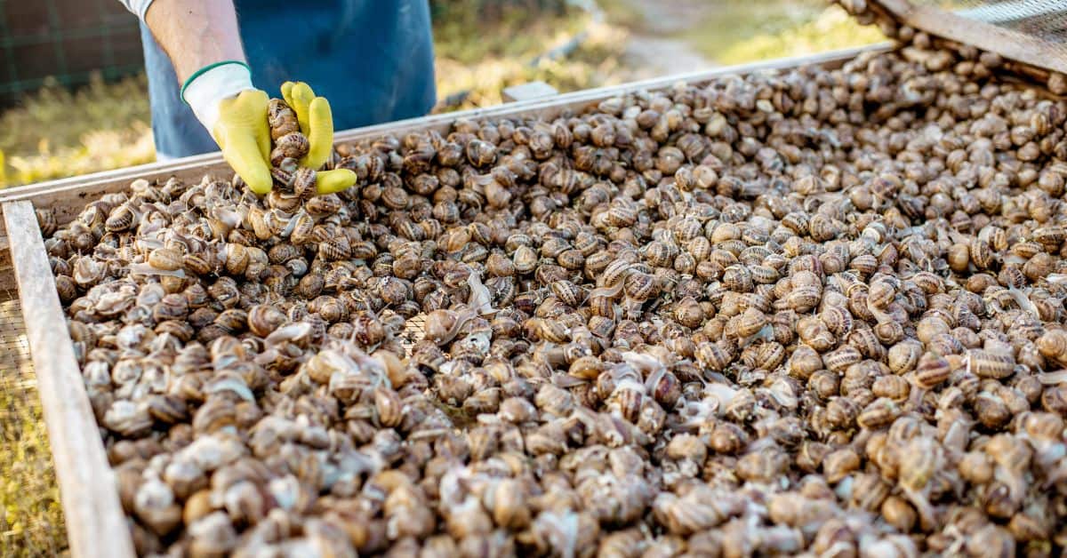 How to Start a Successful Snail Farm: Easy Business - Experts Containers